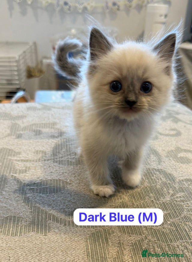 Championship Bloodline Ragdoll Kittens for sale in Isleworth | Pets4Homes