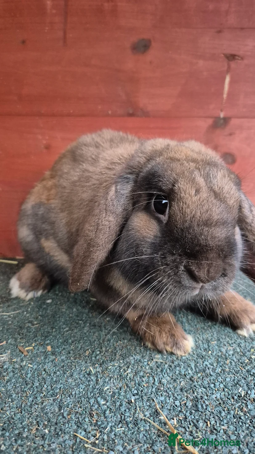 Mini Lop for sale in Tavistock | Pets4Homes