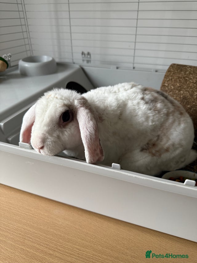 8/9 month rabbit for sale in Maidstone | Pets4Homes
