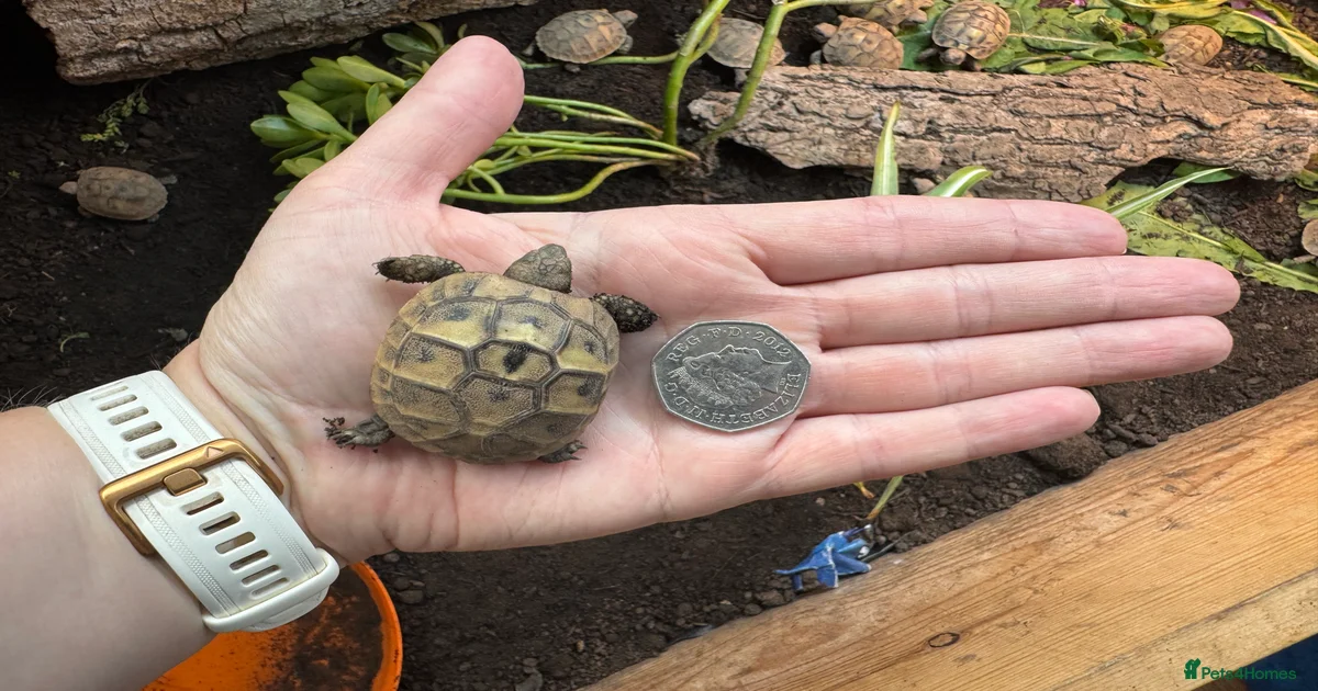Hermann Tortoise Reptiles for sale | Pets4Homes