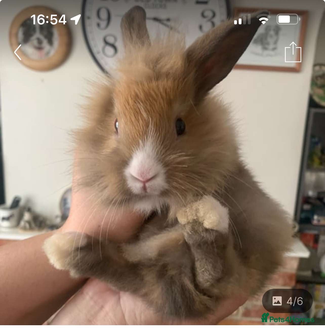 3 x male mini lion lop rabbits for sale in Gainsborough | Pets4Homes