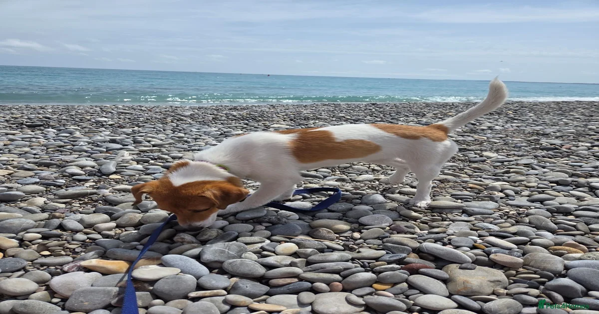 Dogs for adoption | Pets4Homes