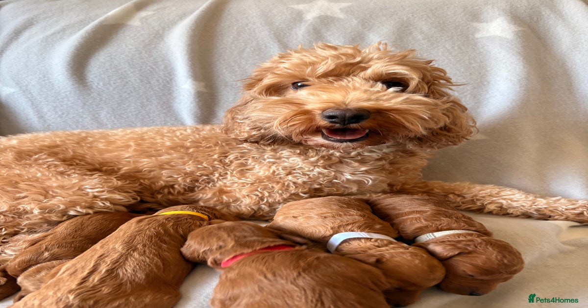 Gorgeous red and tan cockapoo puppies for sale in Callander | Pets4Homes