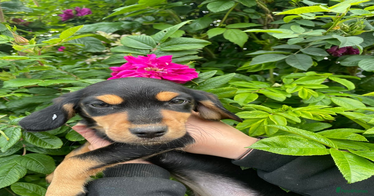 Adorable Border Terrier X Show cocker spaniel pups for sale in Rhayader ...
