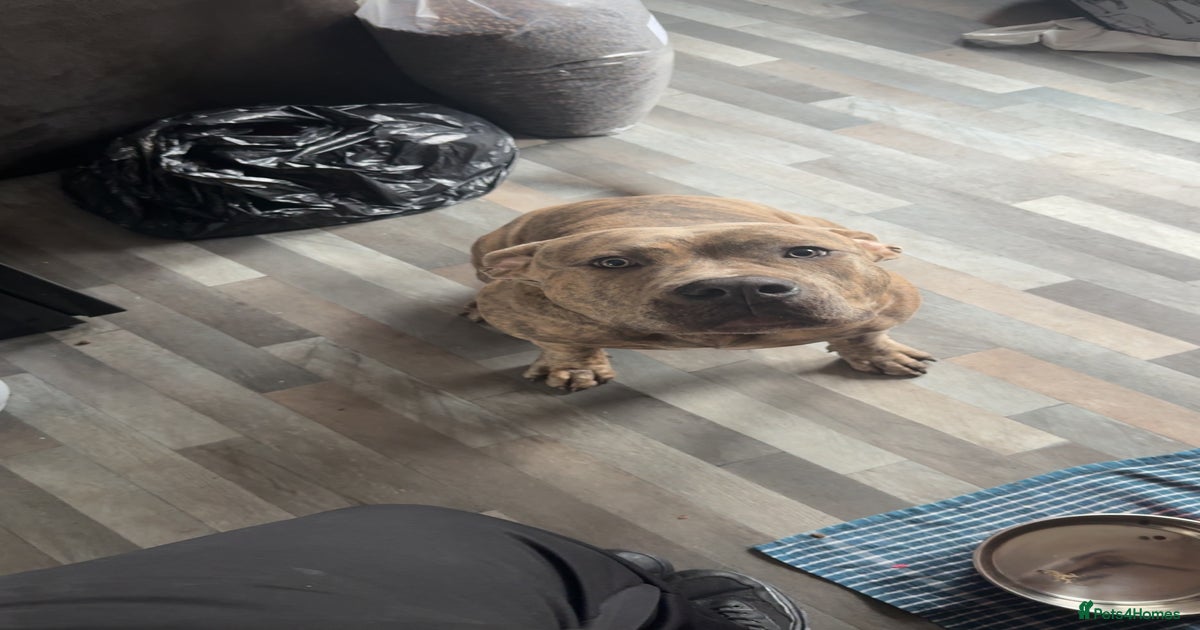American bull cross staffy for sale in Hull | Pets4Homes