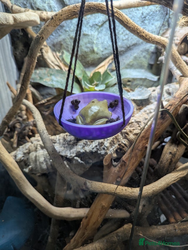 Blue Eyed Honey + Snowflake White's Tree Frogs for sale in Wisbech ...