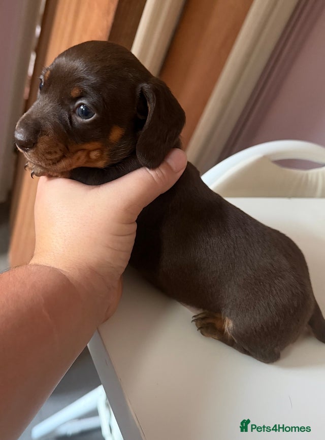 Miniature Dachshund for sale in Nottingham | Pets4Homes