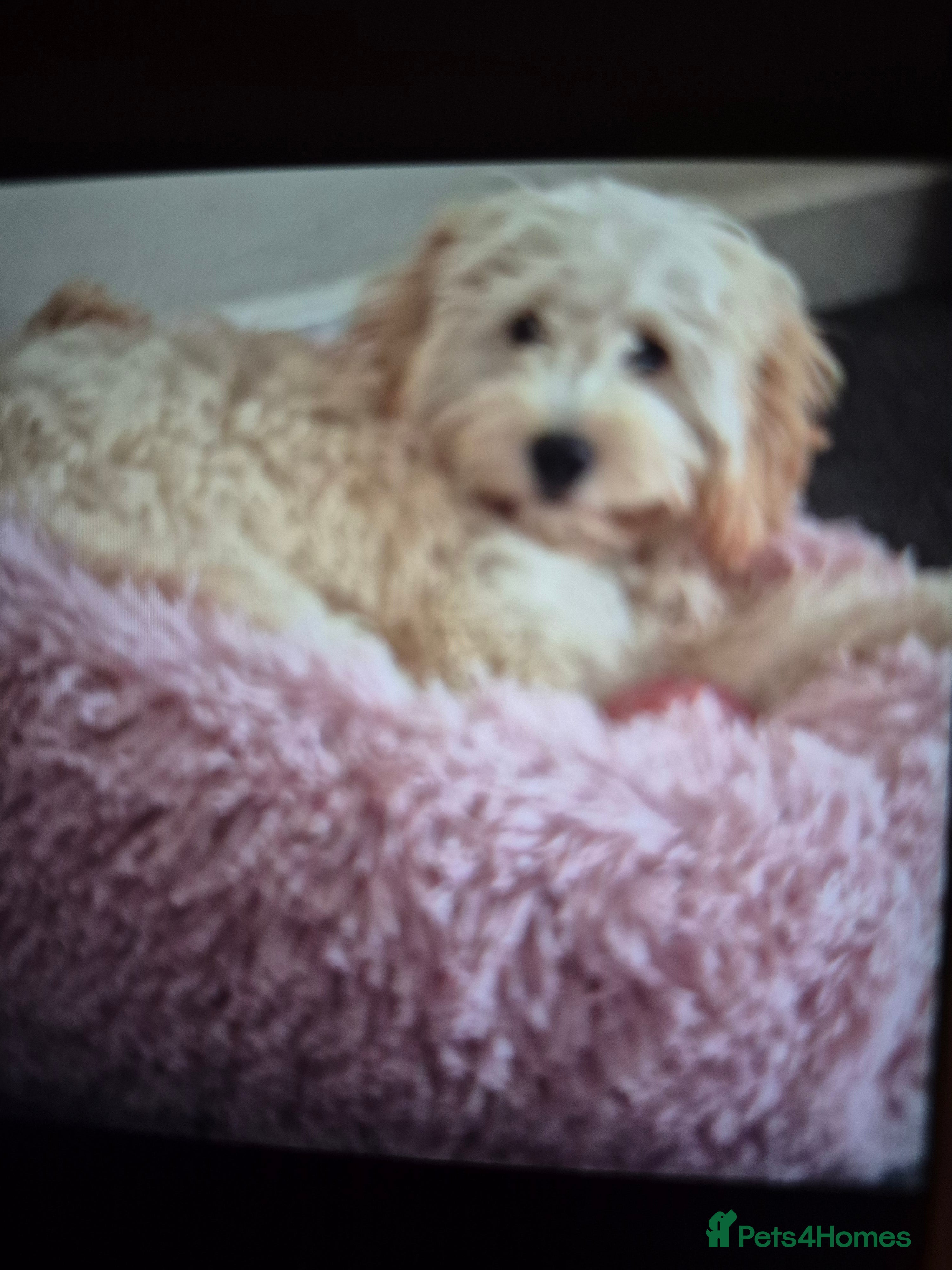 Beautiful fluffy golden &white cockapoo for sale in Chelmsford | Pets4Homes