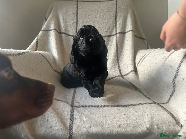 Working cocker spaniel puppies for sale in London | Pets4Homes