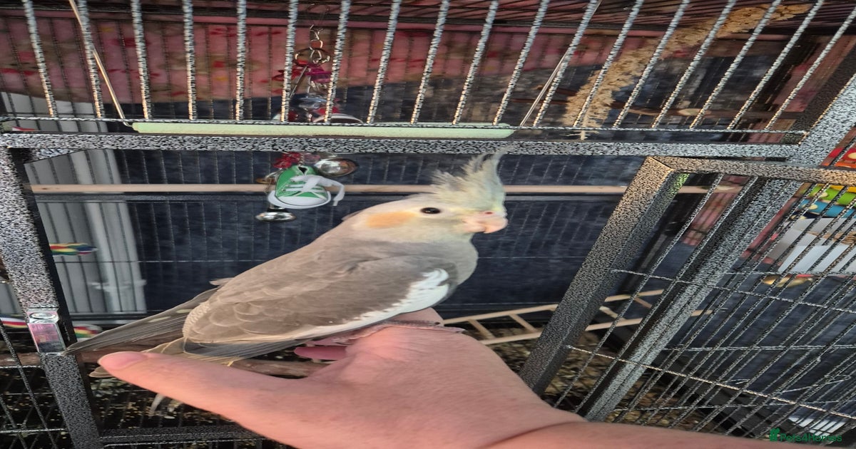 Baby hand reared cockatiel with full set up for sale in King's Lynn ...