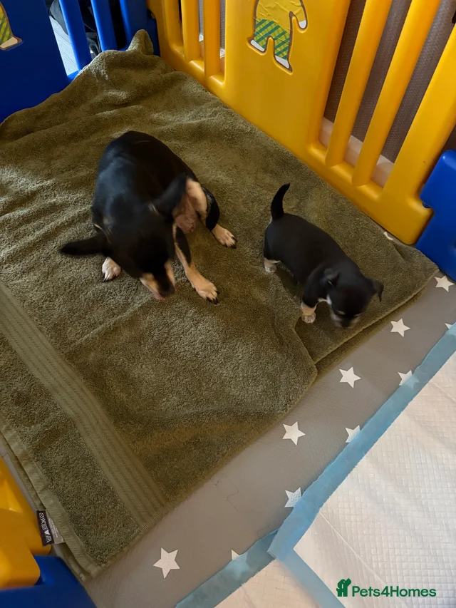 Chihuahua puppies for sale in Yeovil | Pets4Homes