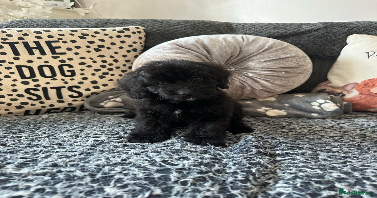 F1 Toy Cockapoos for sale in Preston | Pets4Homes