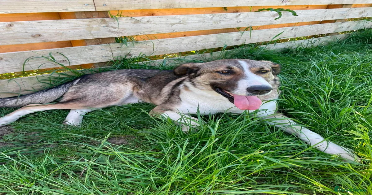 Pets & Animals for adoption | Pets4Homes
