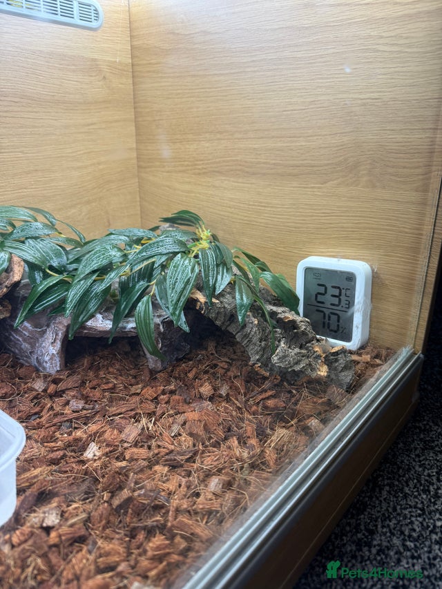 Albino Royal python and full vivarium setup for sale in Birchington | Pets4Homes