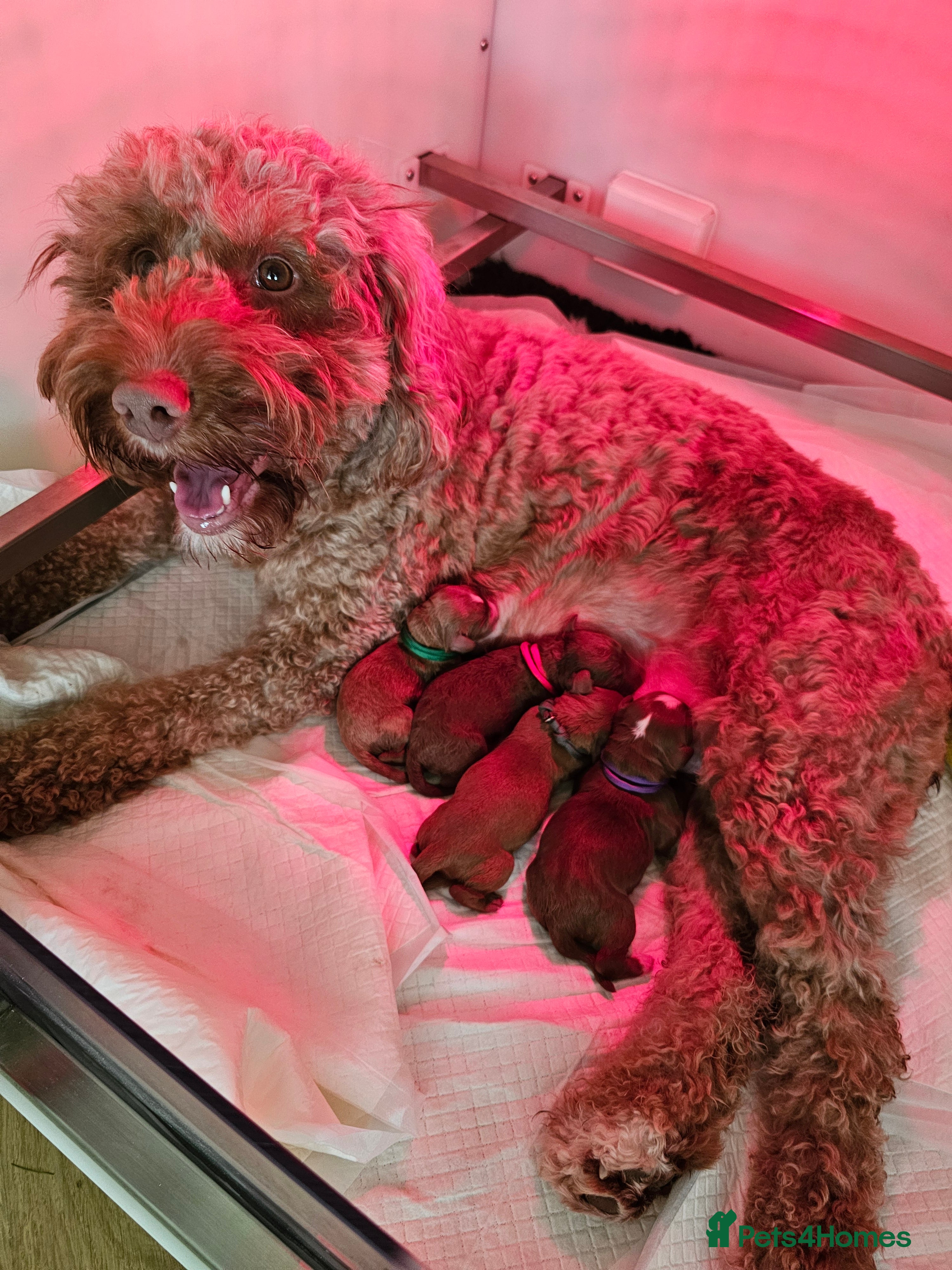 F2 Cockapoo males for sale in Wirral | Pets4Homes