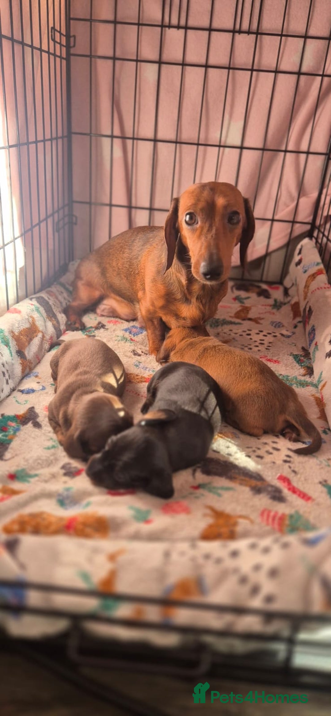 Beautiful Minature kinachen dachshunds for sale in Wimborne | Pets4Homes