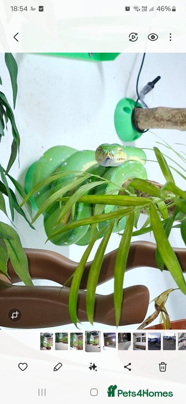 Green tree python type Manokwari Jayapura for sale in Glasgow | Pets4Homes