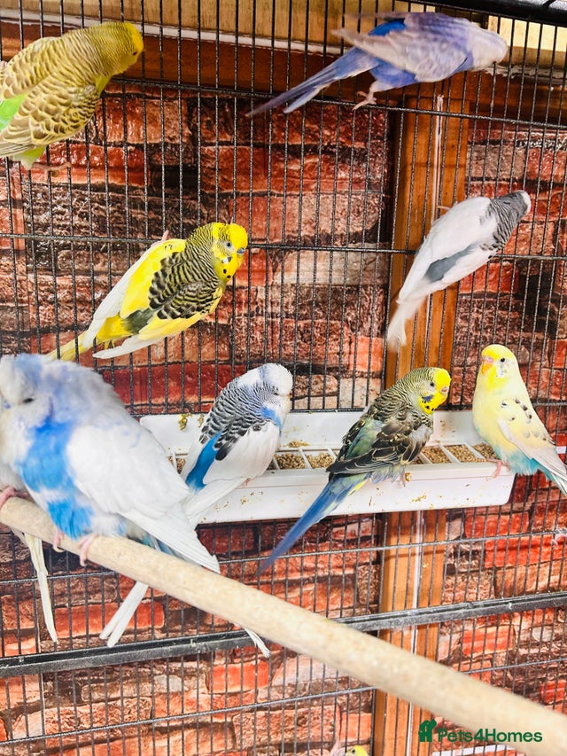 Budgies for sale for sale in Luton | Pets4Homes