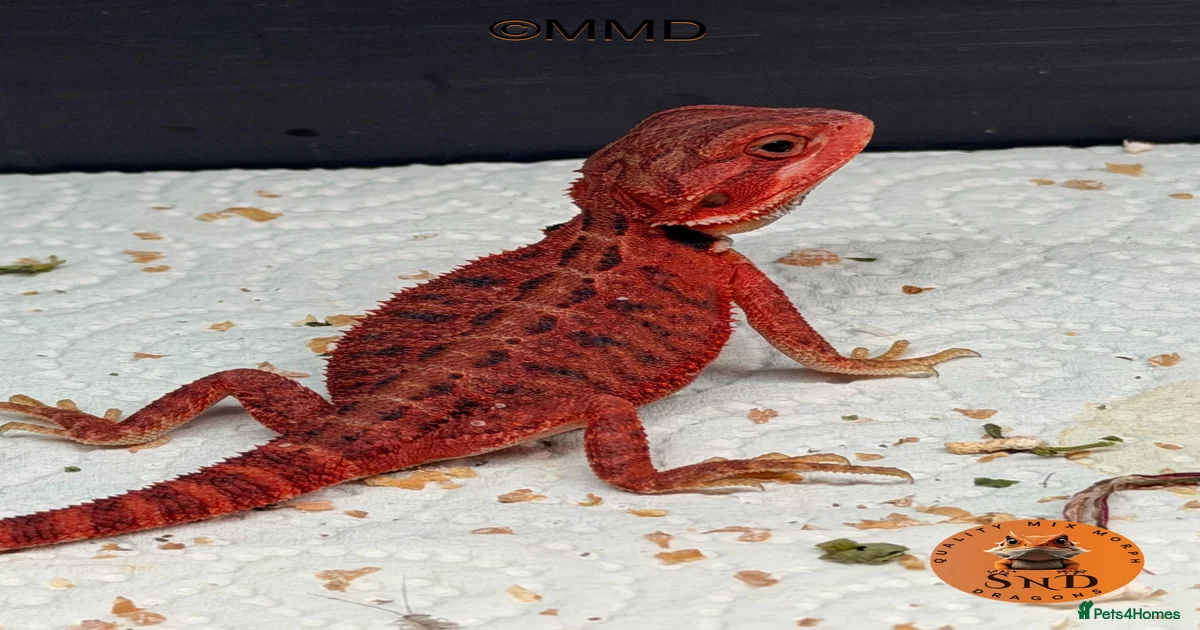 Baby Bearded Dragon Reptiles for sale | Pets4Homes
