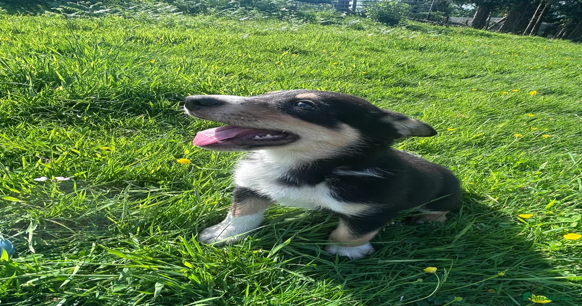 Mixed Breed Puppies for sale | Pets4Homes