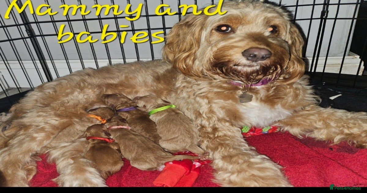 Beautiful F2 cockapoos for sale in Newcastle upon Tyne | Pets4Homes