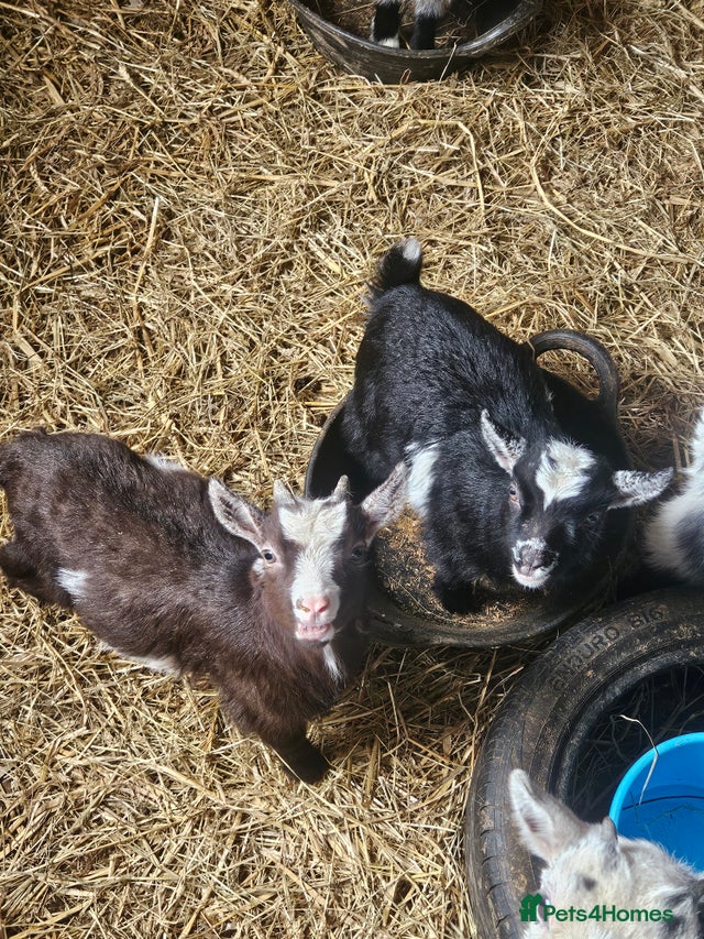 Stunning pygmy kids ready now for sale in Liskeard | Pets4Homes