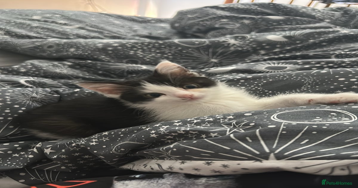 Female ragdoll mix for sale in Trowbridge | Pets4Homes