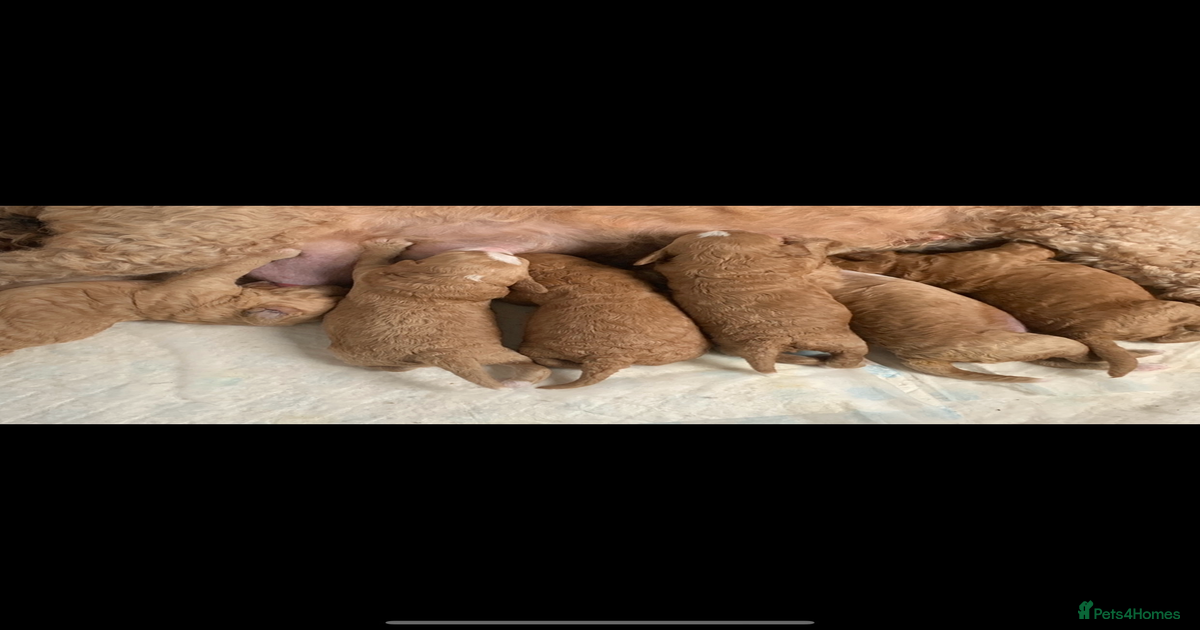 Aussie Doodle puppies for sale in Cottingham | Pets4Homes