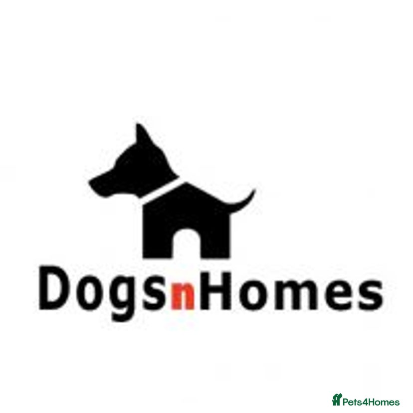 Small Dogs for adoption | Pets4Homes