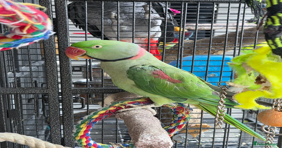 Parakeets Birds for sale in London, Greater London | Pets4Homes