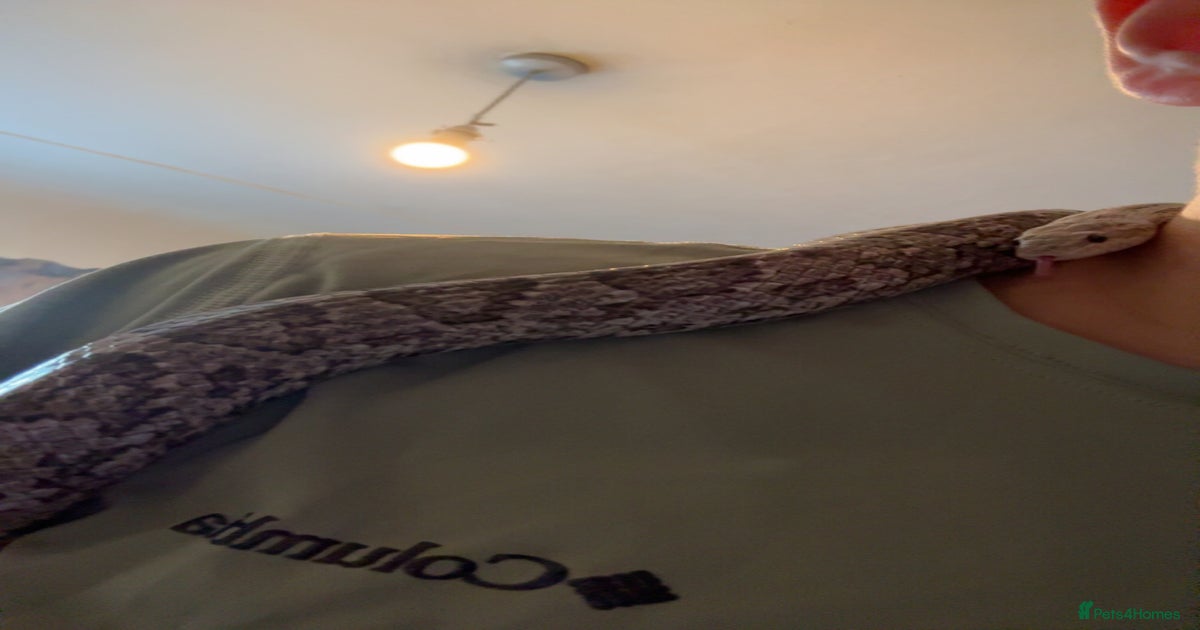 female corn snake for good home only for sale in Wirral | Pets4Homes