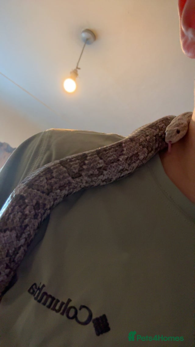 female corn snake for good home only for sale in Wirral | Pets4Homes