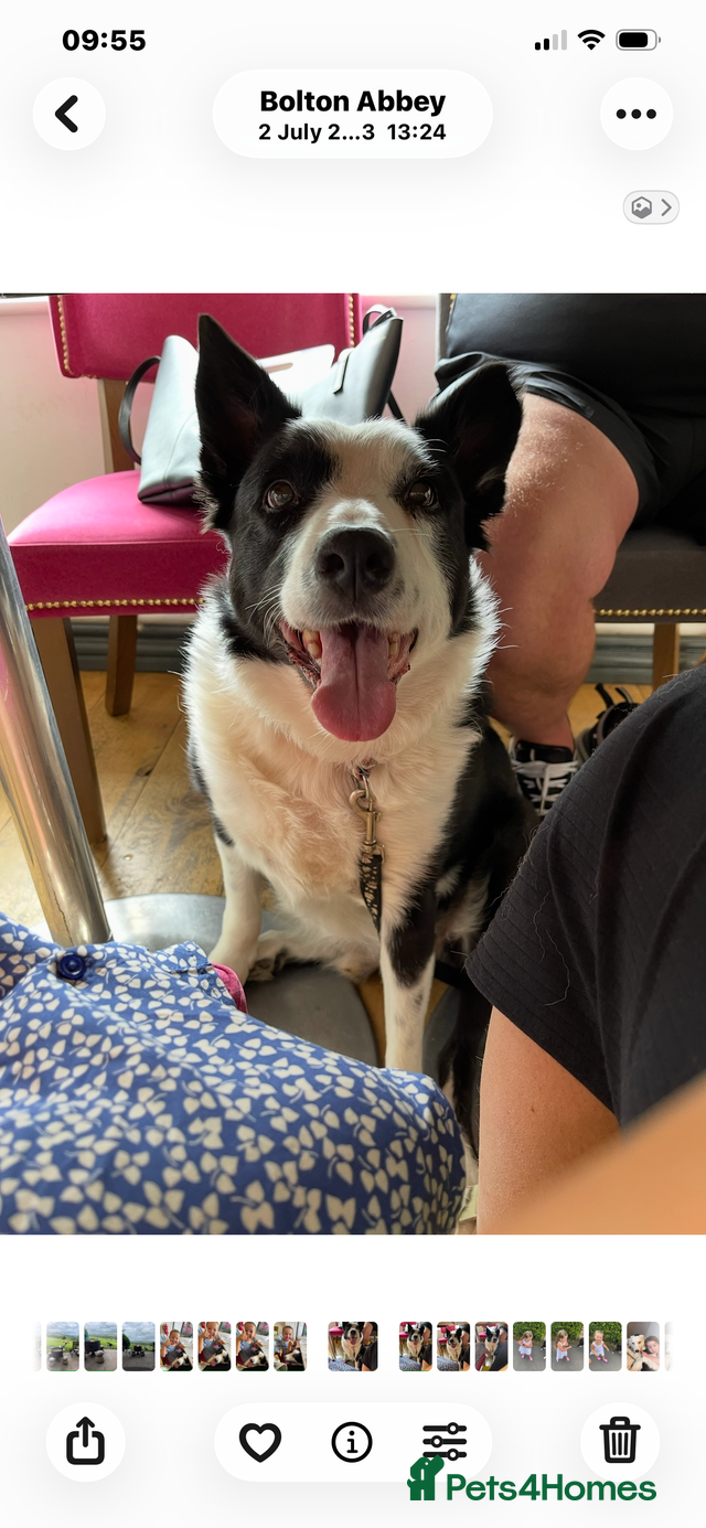 Buddy - Border Collie for sale in Leeds | Pets4Homes