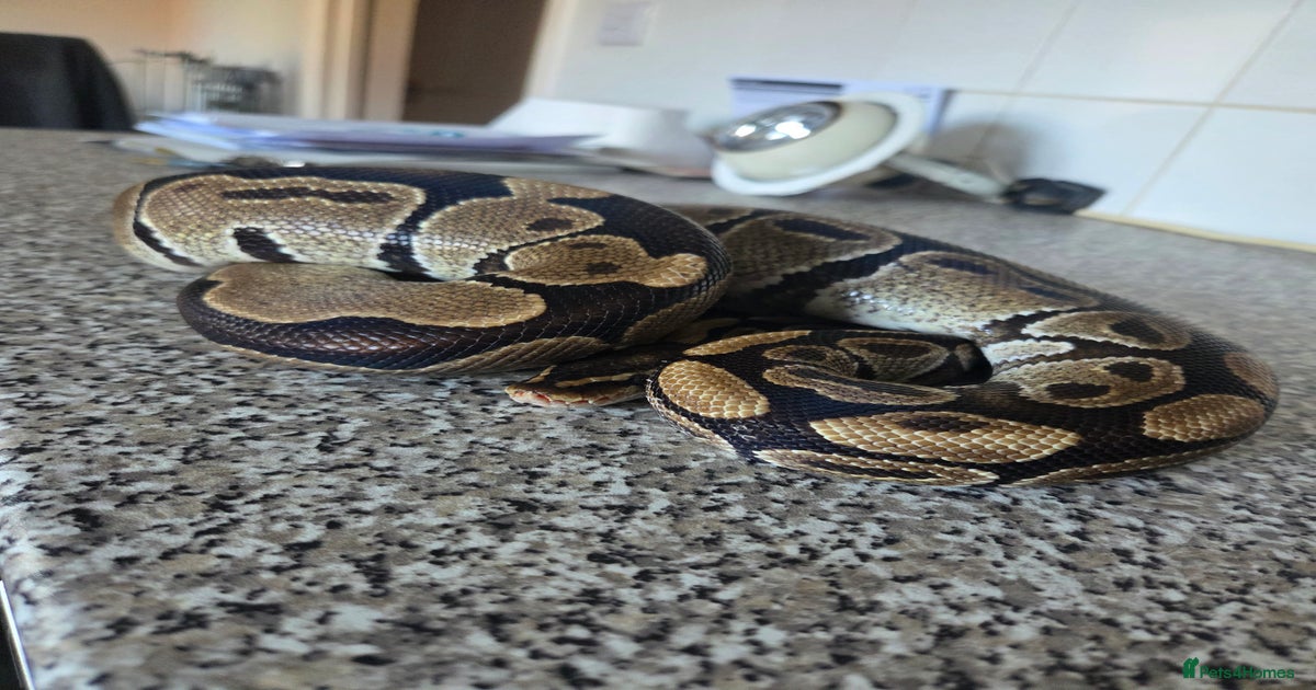 Royal python for sale in Northampton | Pets4Homes