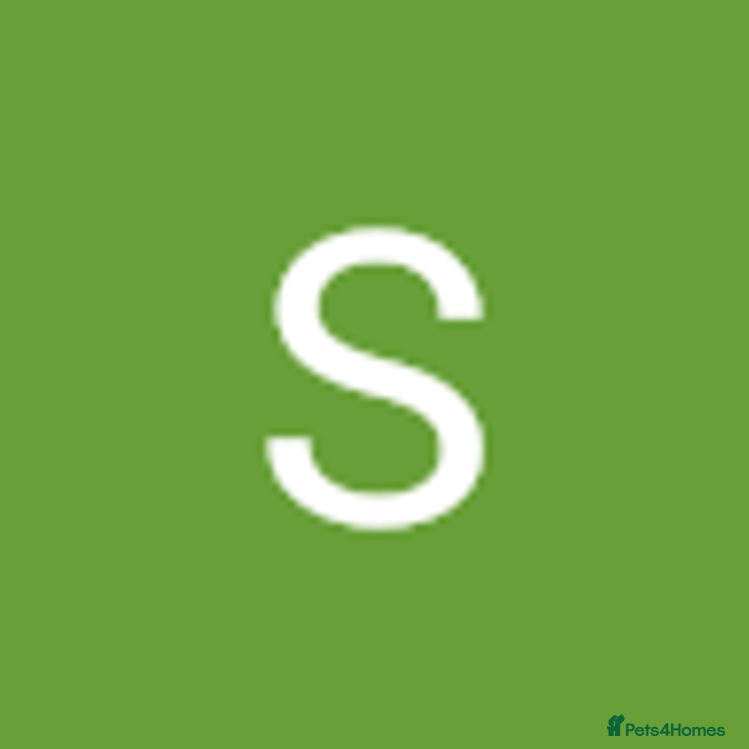 Samoyed Dogs Breed - Information, Temperament, Size & Price | Pets4Homes