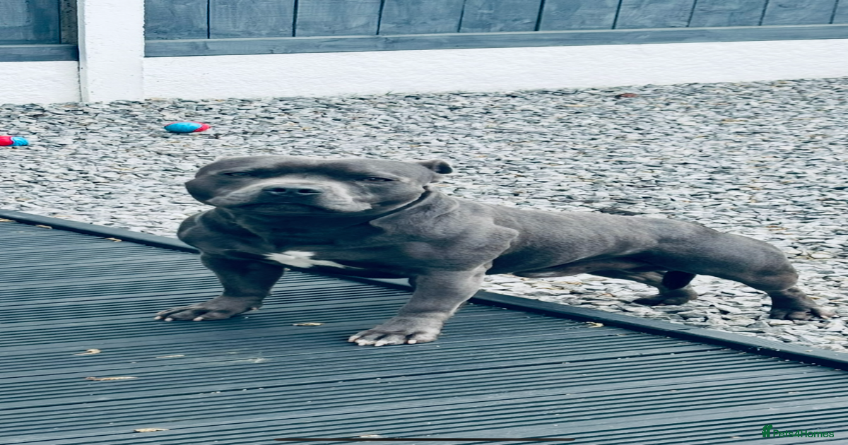 Proven KC Blue Staffy For Stud for stud in Hull | Pets4Homes