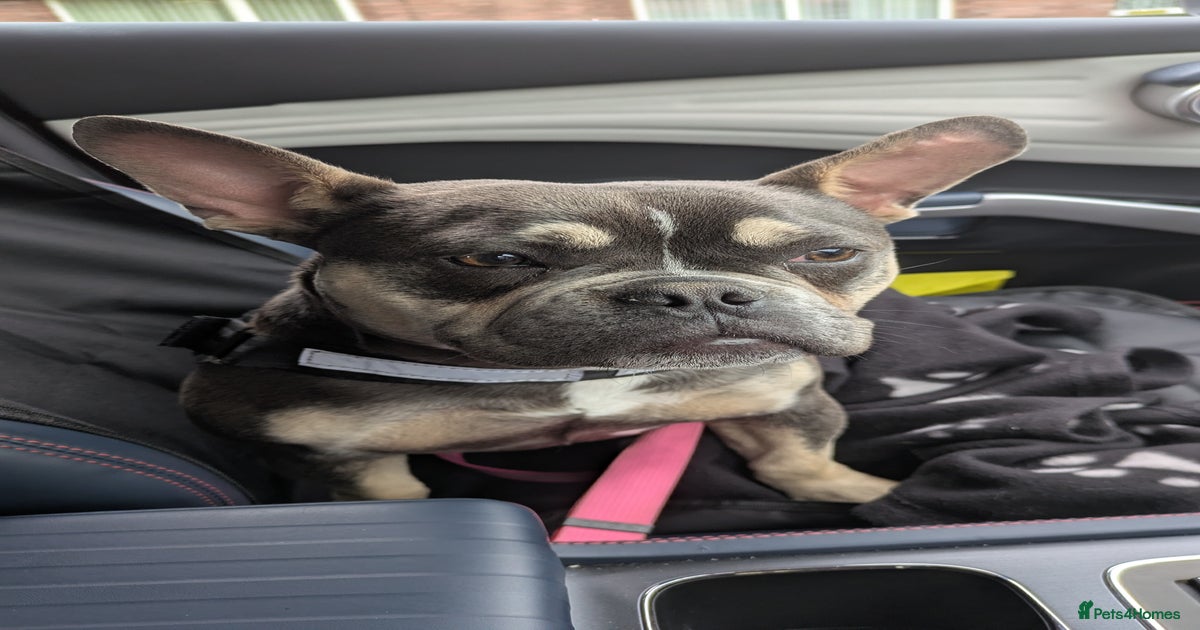 Frenchie x pocket bully for sale in Craigavon | Pets4Homes