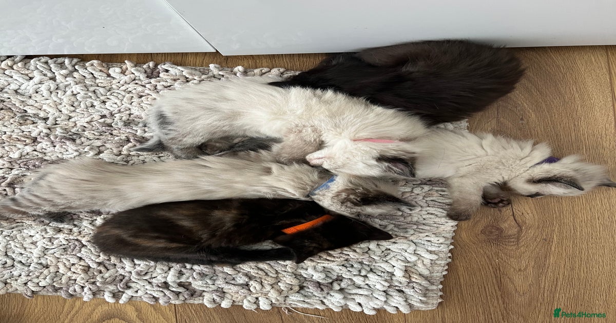 5 Beautiful HALF-RAGDOLL kittens ️ for sale in Ware | Pets4Homes