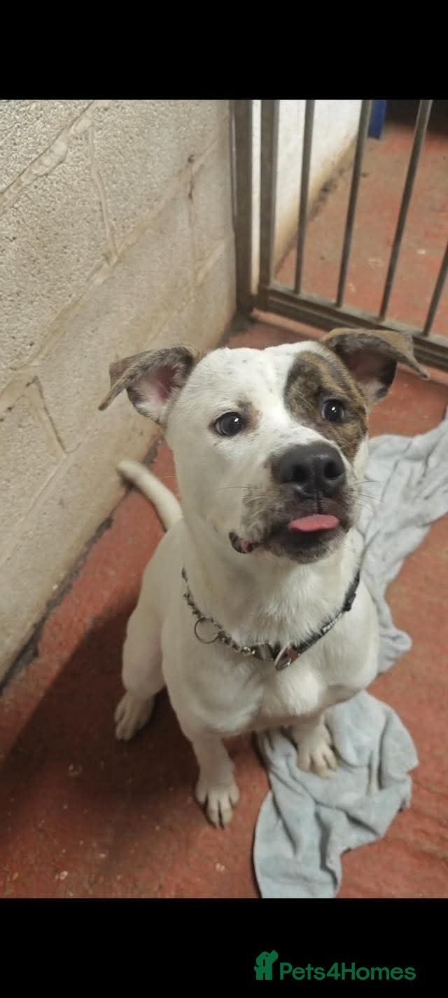 Maggie Mabel for adoption in Mansfield | Pets4Homes