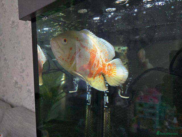 ALBINO TIGER OSCAR for sale in Ipswich | Pets4Homes