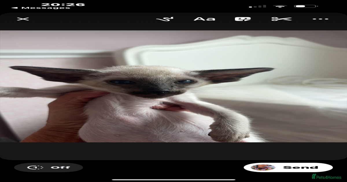 SIAMESE kittens to reserve for sale in Wigan | Pets4Homes