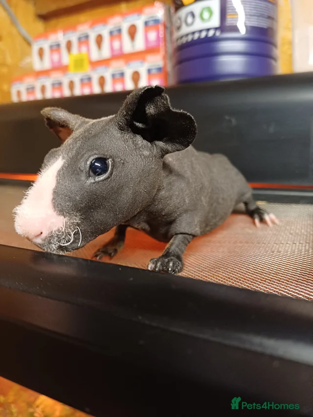 2 baby male Skinny pigs. Brothers for sale in Worcester | Pets4Homes