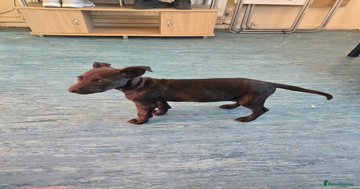 14 week old female staff x rottweiler for sale in Hull | Pets4Homes