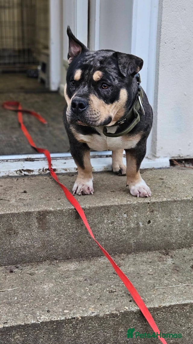 Grey and black merle pocket bully for stud in Chelmsford | Pets4Homes