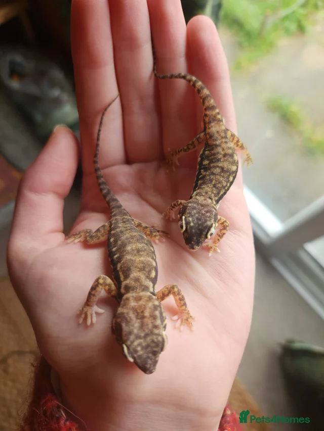 Dune Gecko pair for sale in Axminster | Pets4Homes
