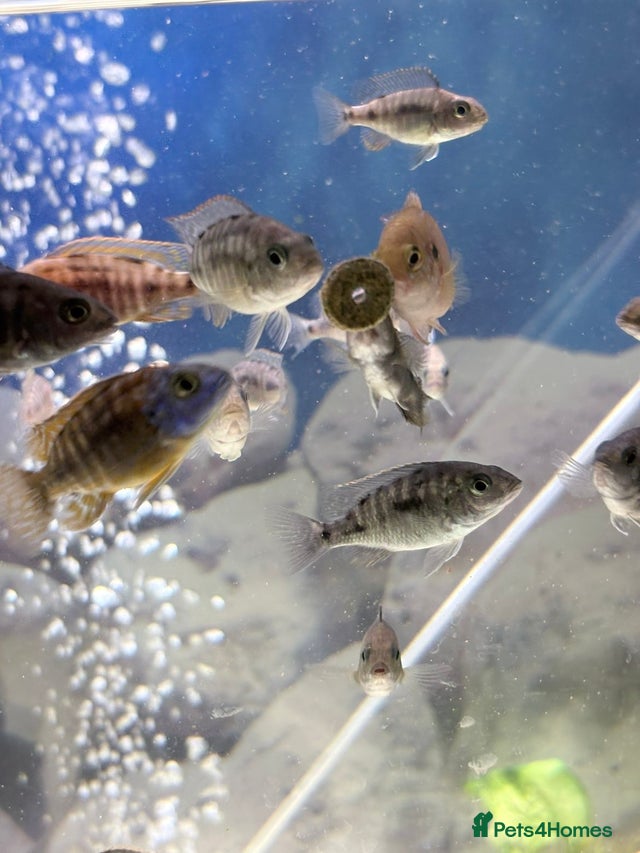 Red sided and sulfur head cichlids for sale in Oxford | Pets4Homes