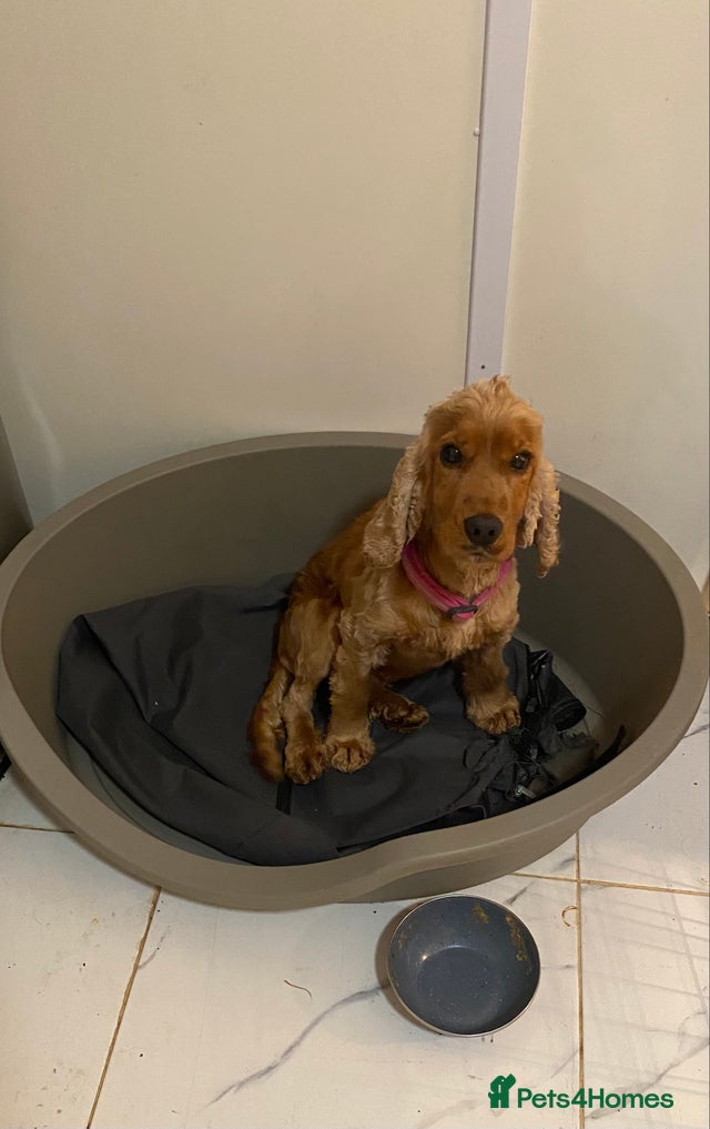 Fox red cocker spaniel girl for sale in Nantwich | Pets4Homes