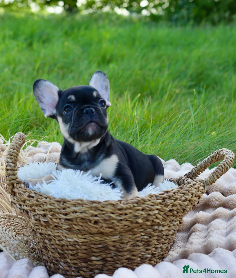 KC Lilac, Black Tan French Bulldog for sale in Oxford | Pets4Homes