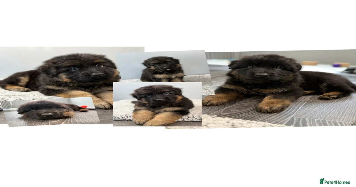 Rock dog Puppies for sale | Pets4Homes