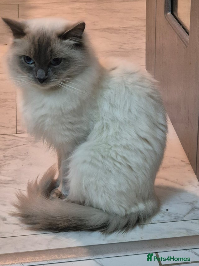 Pure Blue Point Ragdoll Male for sale in Halifax | Pets4Homes